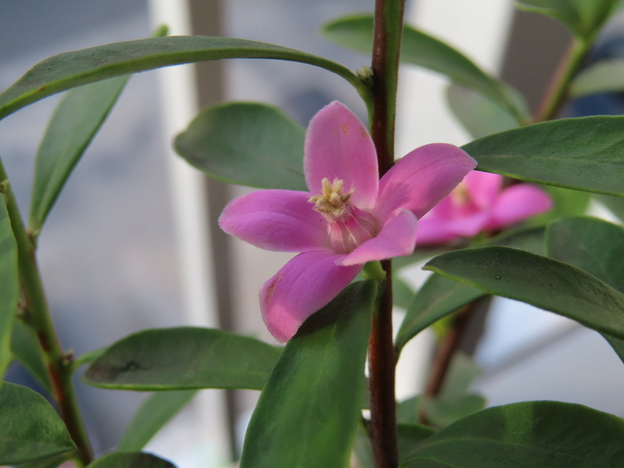 サザンクロス: お花大好き