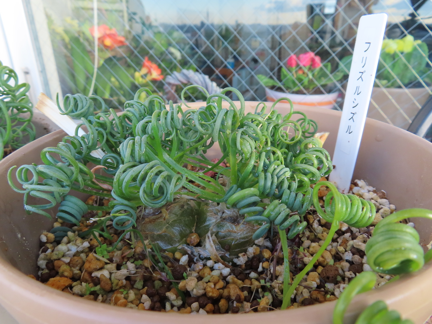 アルブカ・スピラリス: お花大好き