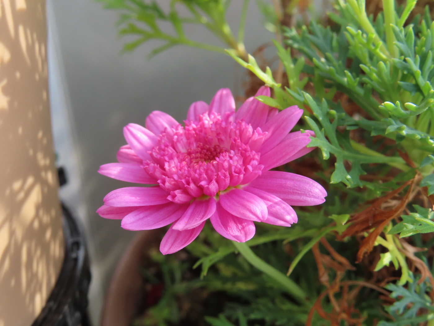 妹と: お花大好き