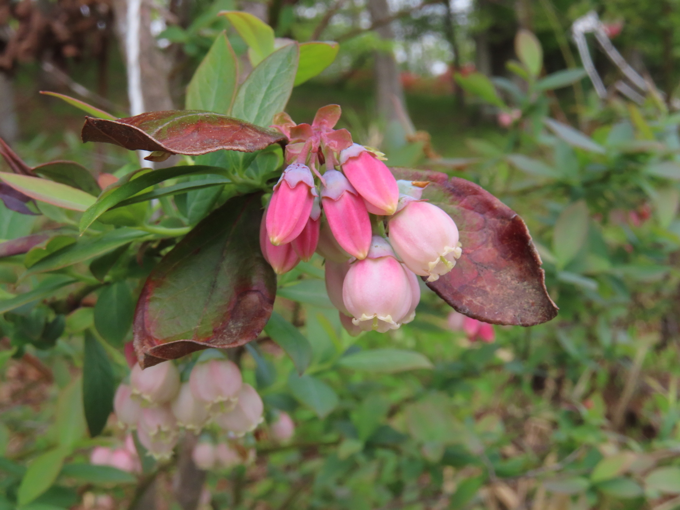 ブルーベリー: お花大好き
