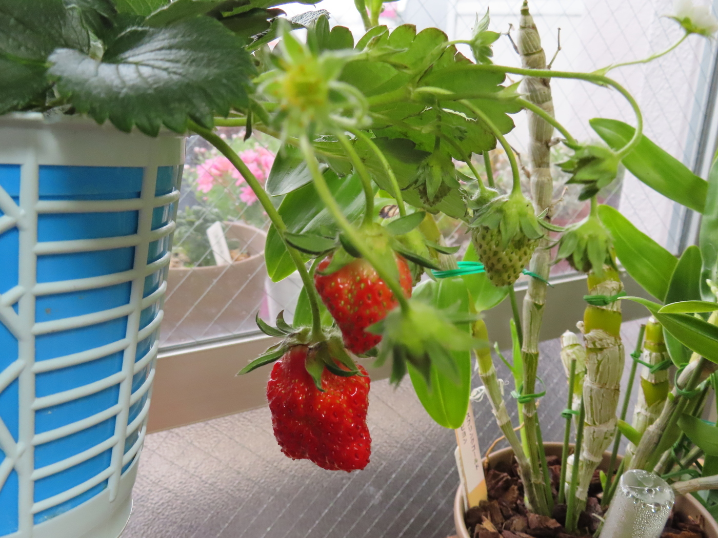 可愛いイチゴ: お花大好き