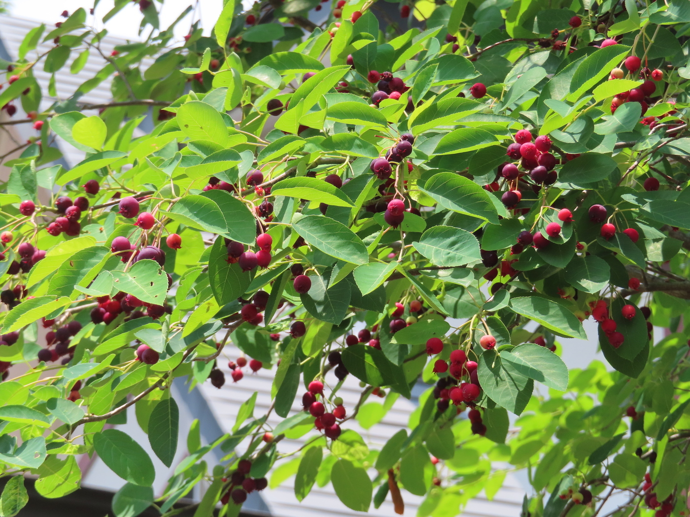 ジューンベリー: お花大好き