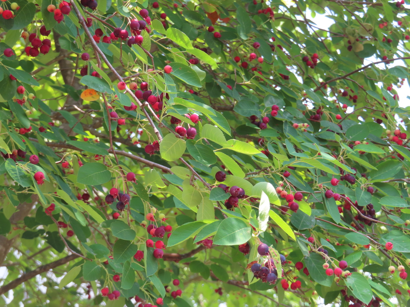 ジューンベリー: お花大好き