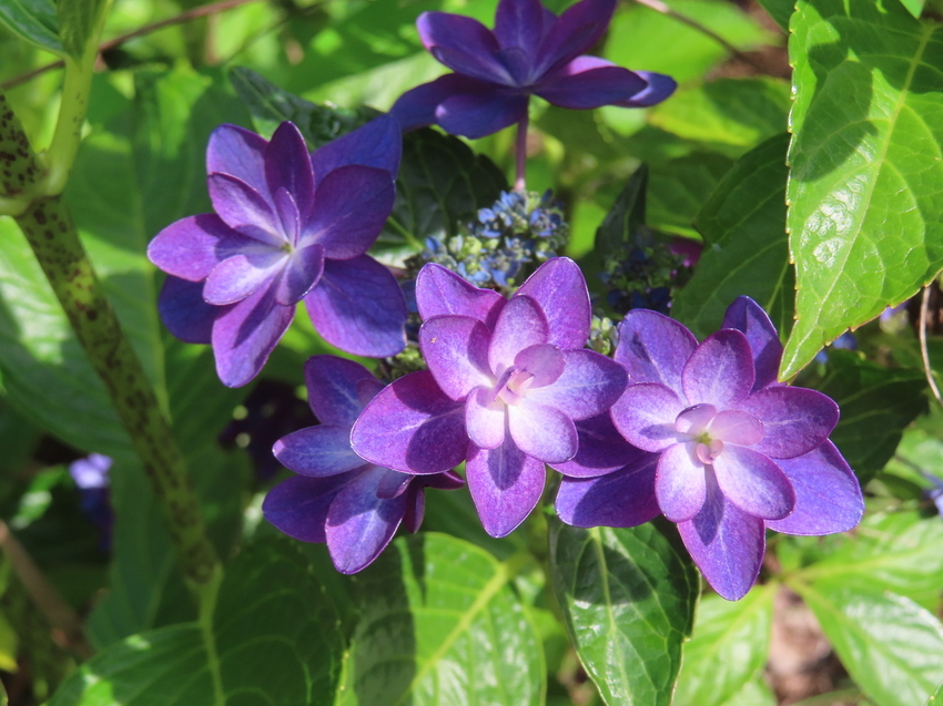 アジサイ: お花大好き
