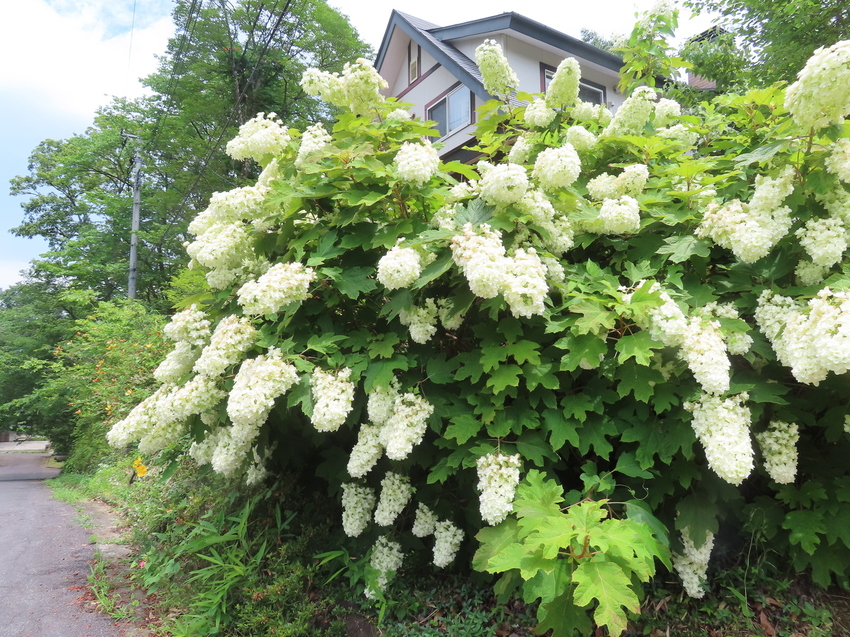 アジサイ: お花大好き