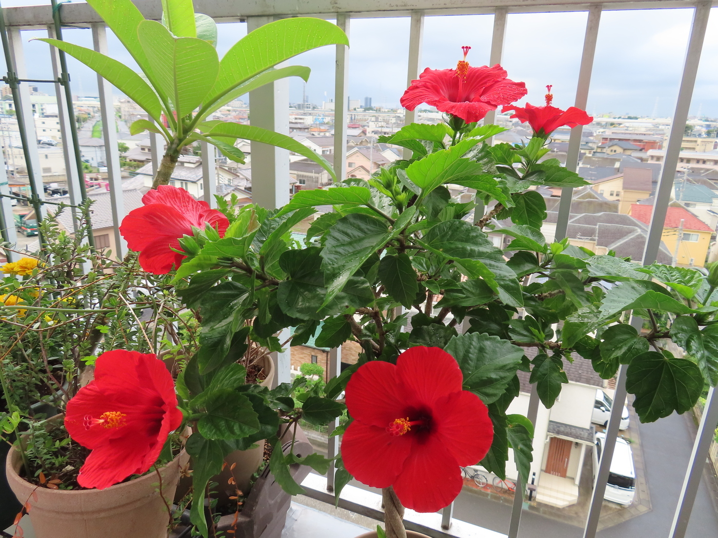 洗濯機が壊れました: お花大好き