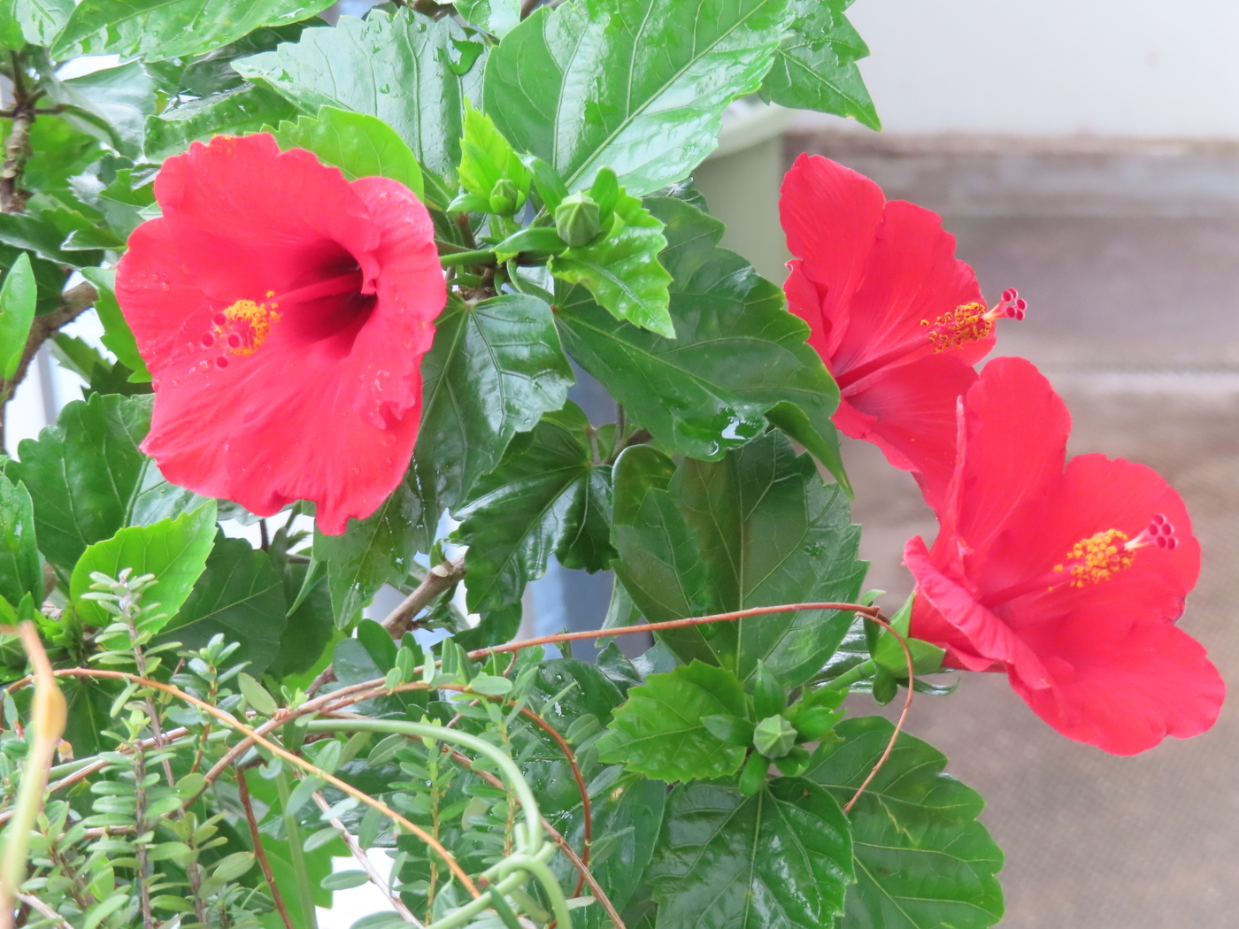 洗濯機が壊れました: お花大好き