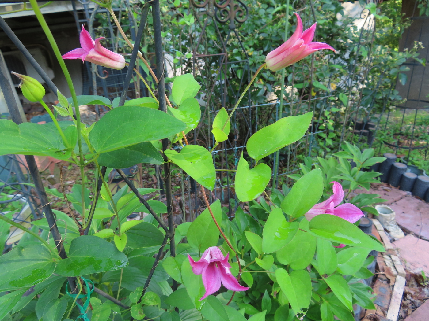 ダッチェス・オブ・アルバニー: お花大好き