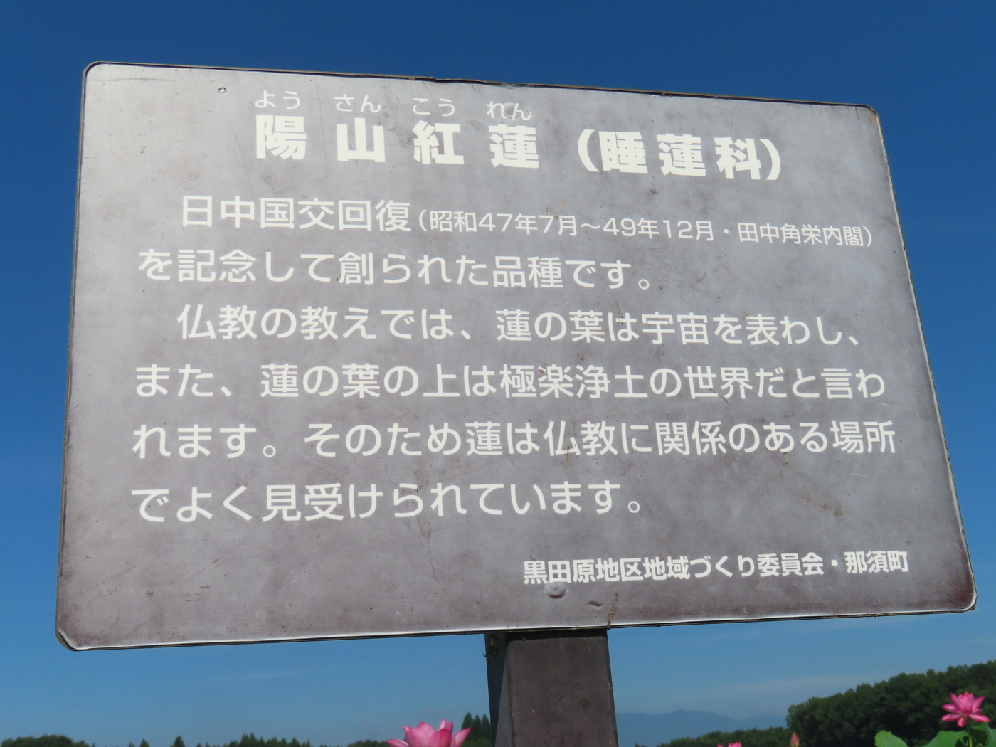 休耕田の蓮の花: お花大好き