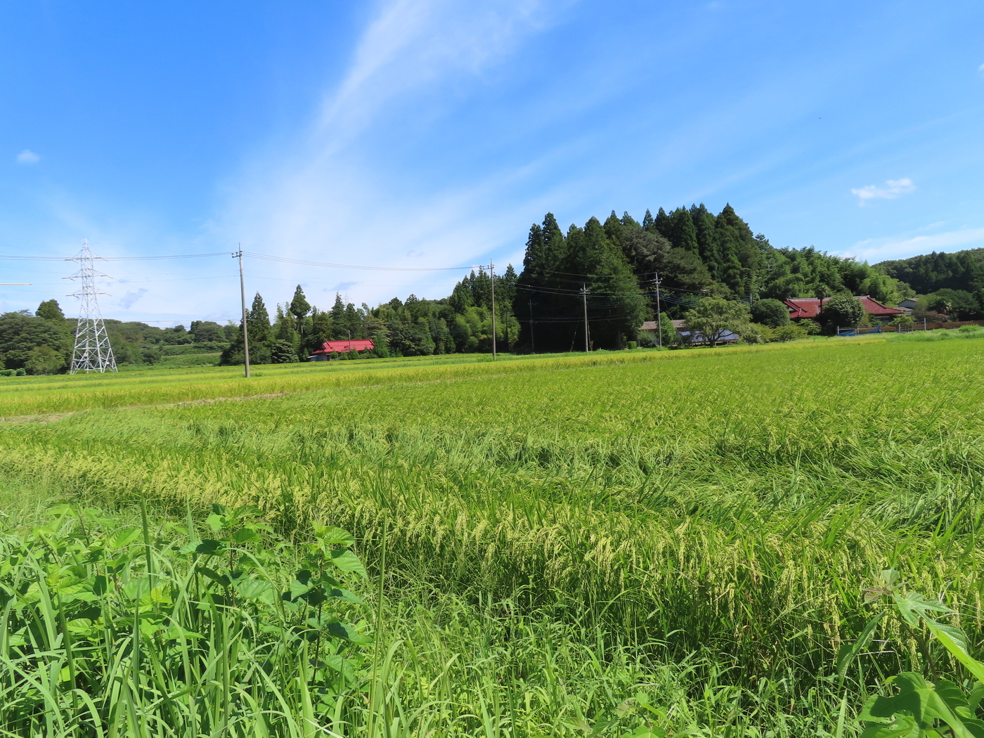 実りの秋: お花大好き