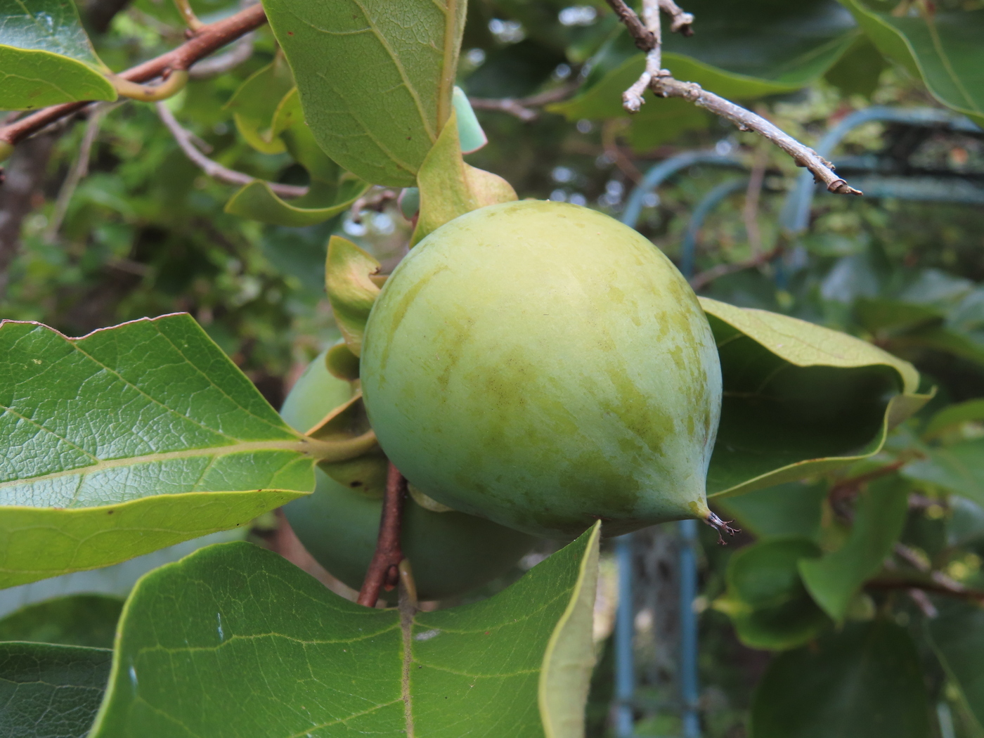 柿: お花大好き
