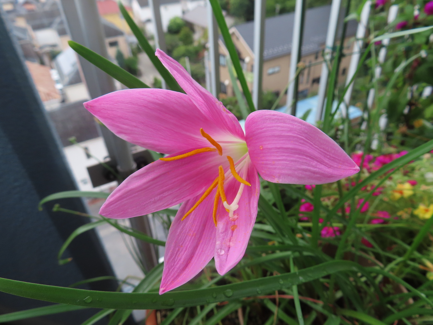 日の出の位置: お花大好き