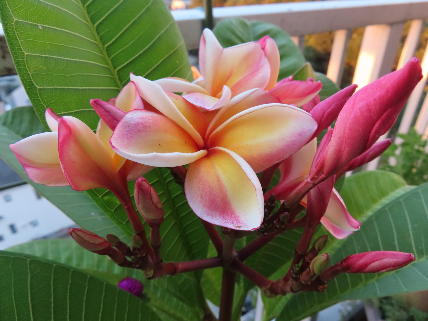 日の出の位置: お花大好き