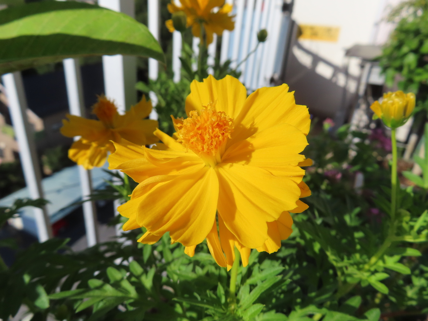 キバナコスモス: お花大好き