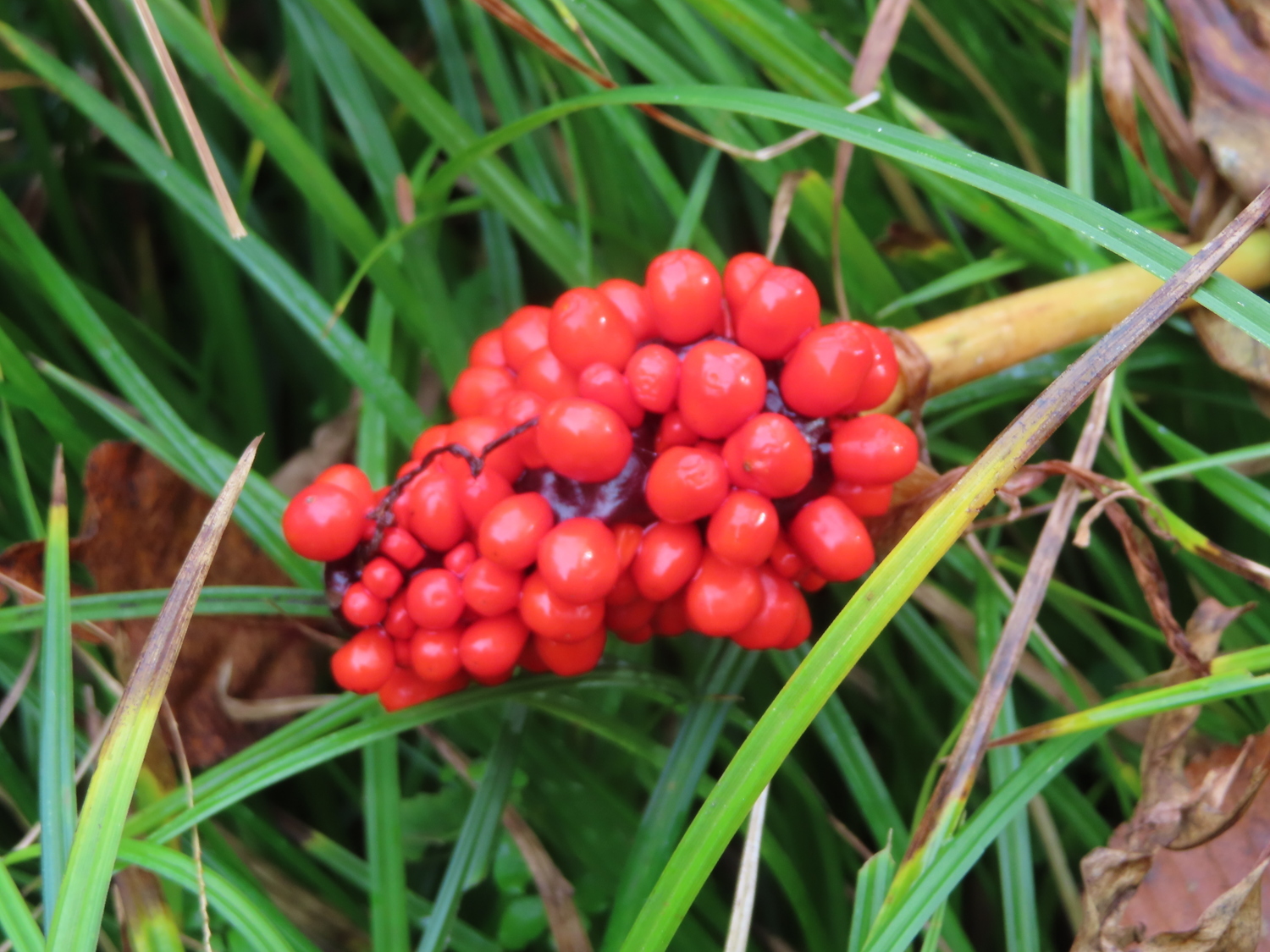 コマユミ: お花大好き