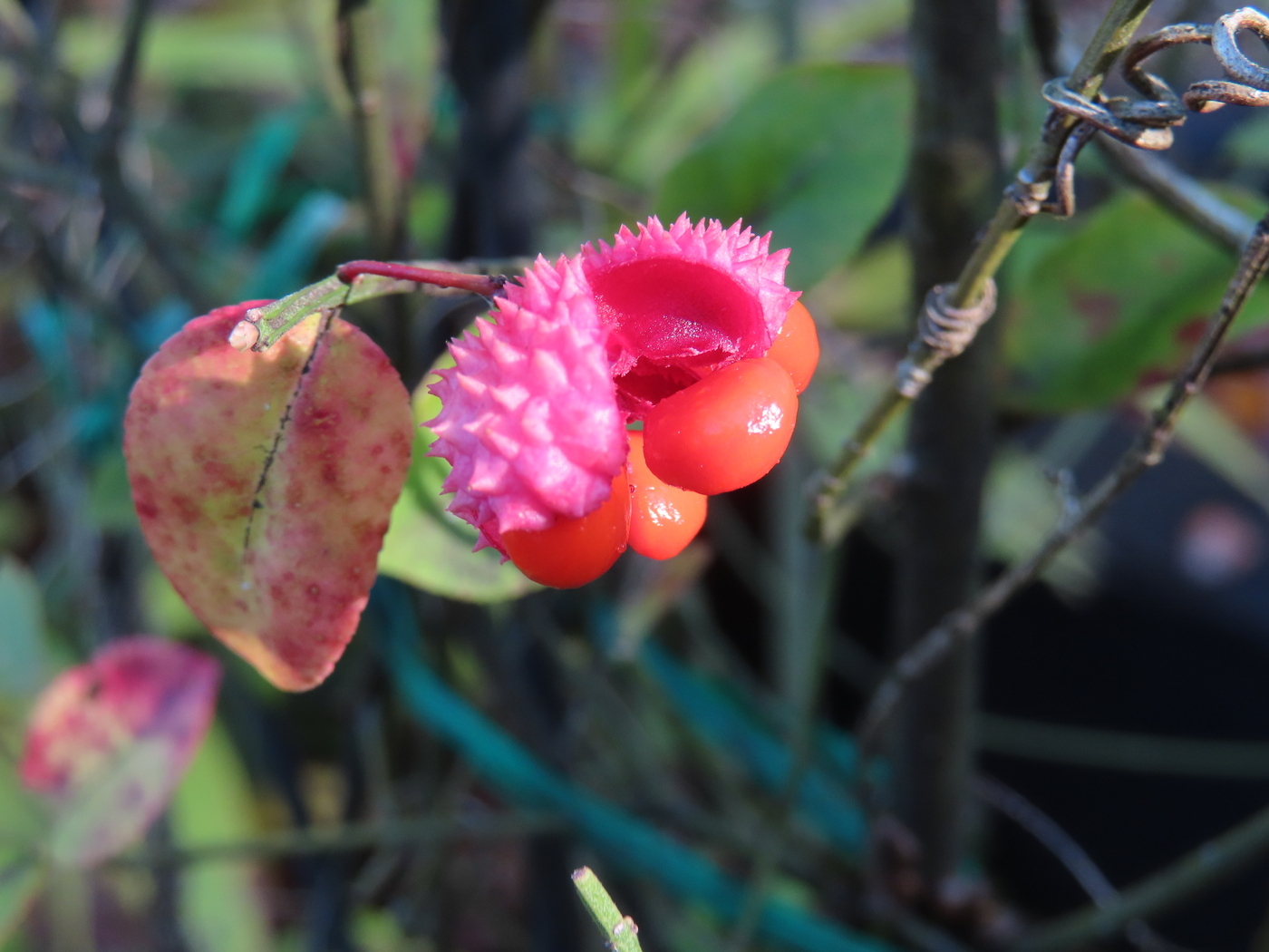 アメリカマユミの実: お花大好き