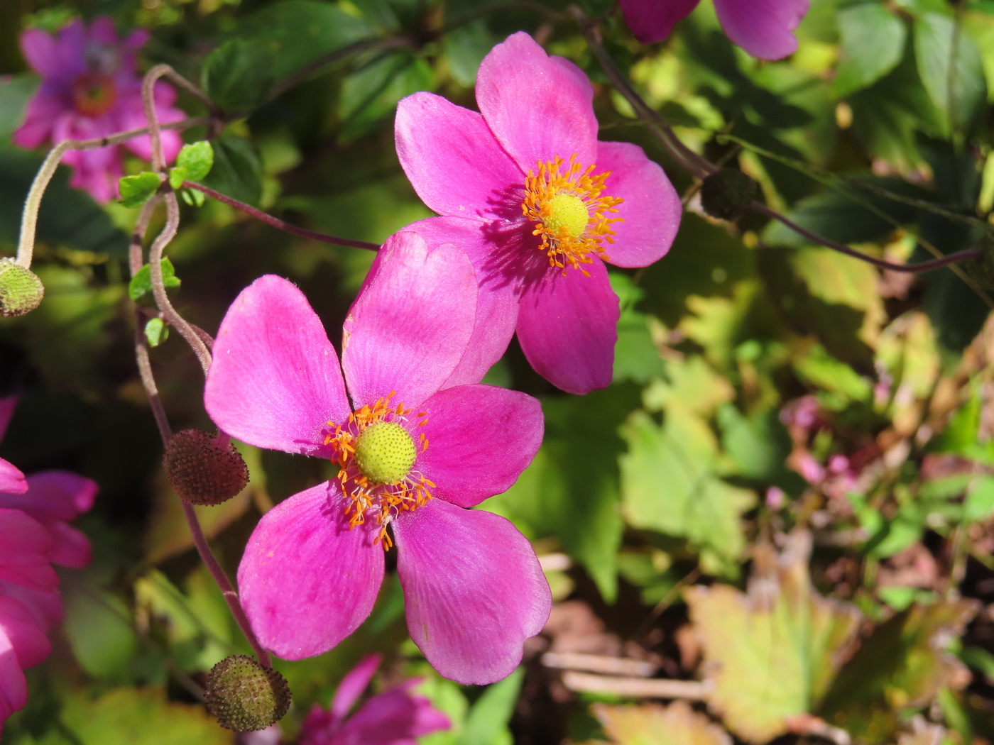 シュウメイギク・ダイアナ: お花大好き