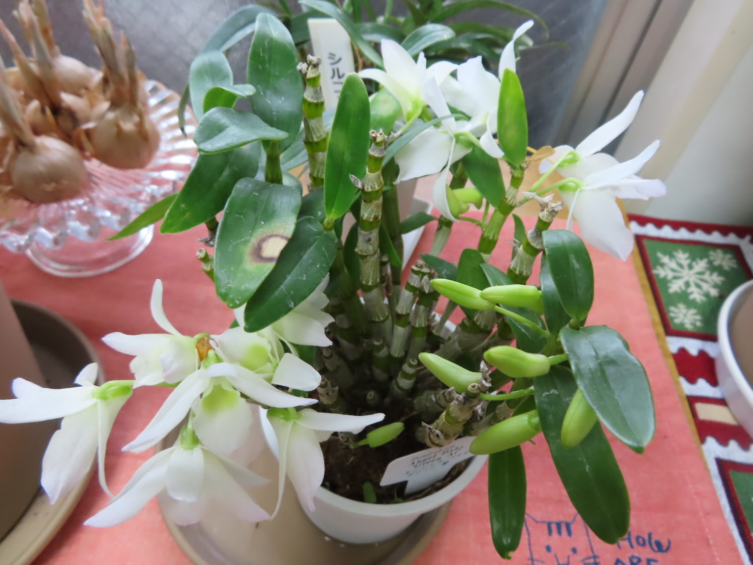 ポインセチア: お花大好き