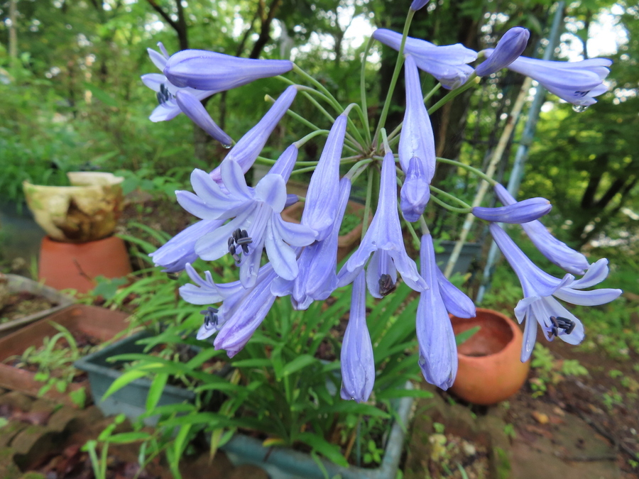 アガパンサス: お花大好き