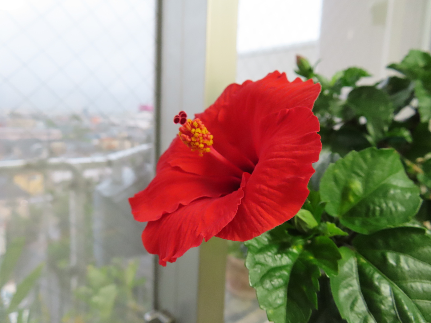 猛暑はにがて: お花大好き