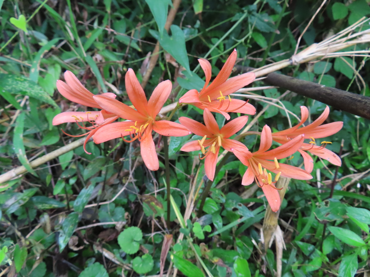 キツネノカミソリ: お花大好き